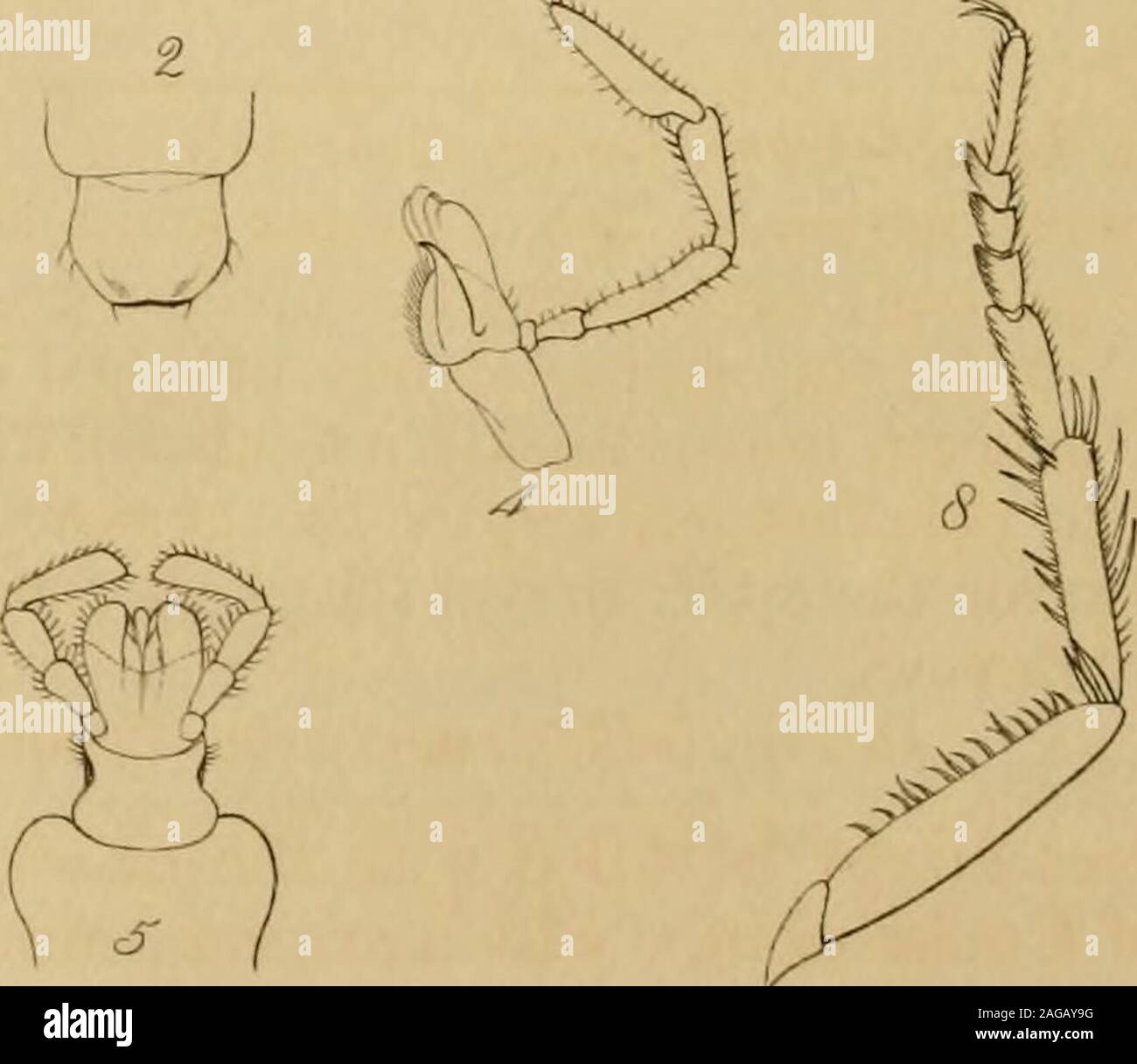 Order dictyoptera hi-res stock photography and images - Alamy