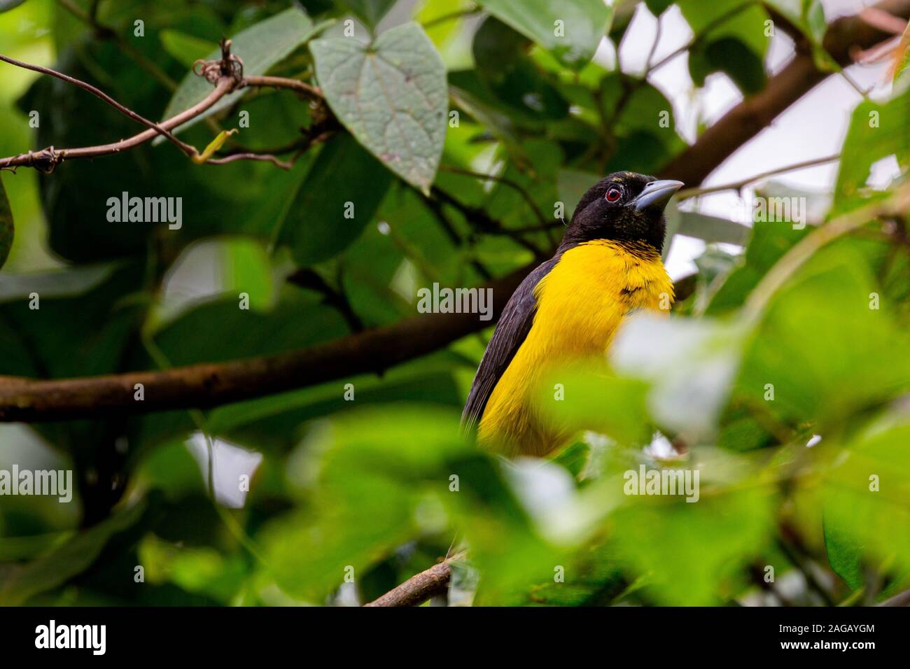 Weaver with a dark back in Kakamega forest in Kenya Stock Photo - Alamy