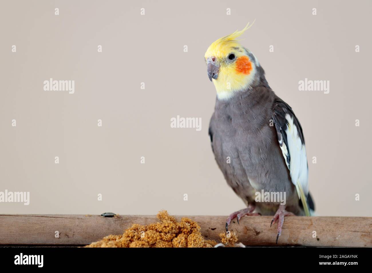 Cockatiel with a millet branch perched on a stick with a bright pastel ...