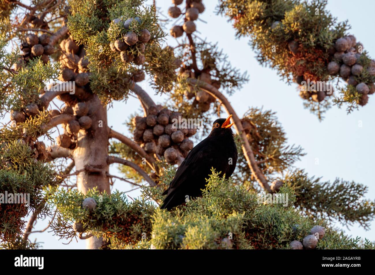 Low angle shot of a black crow perched on a pond pine under the clear ...