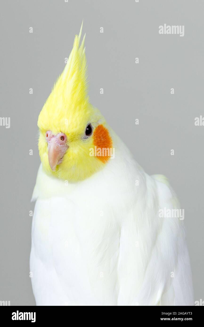 Vertical closeup shot of a cute lutino cockatiel with a bright pastel ...