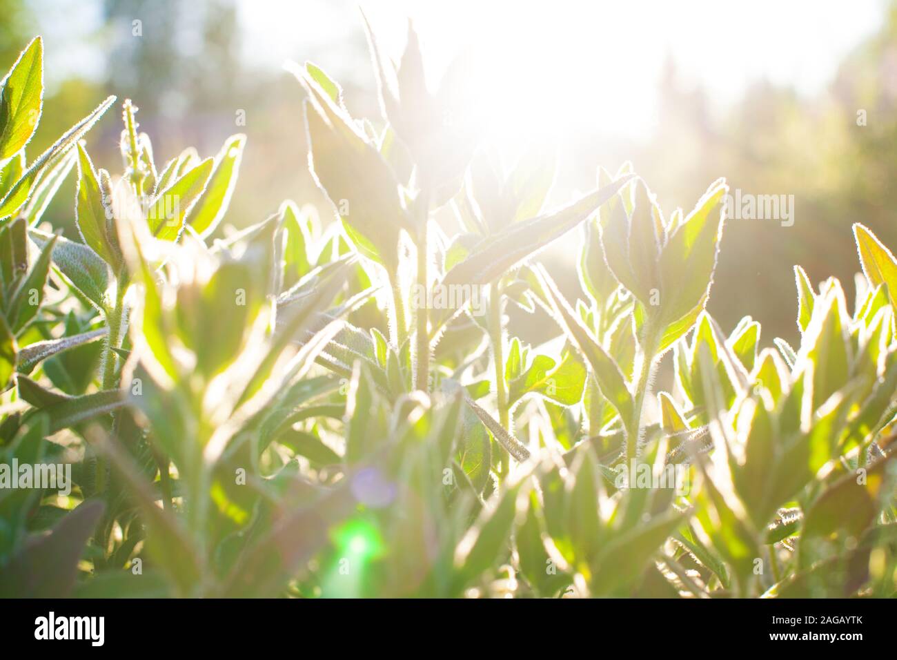 Sunrise pollination hi-res stock photography and images - Alamy