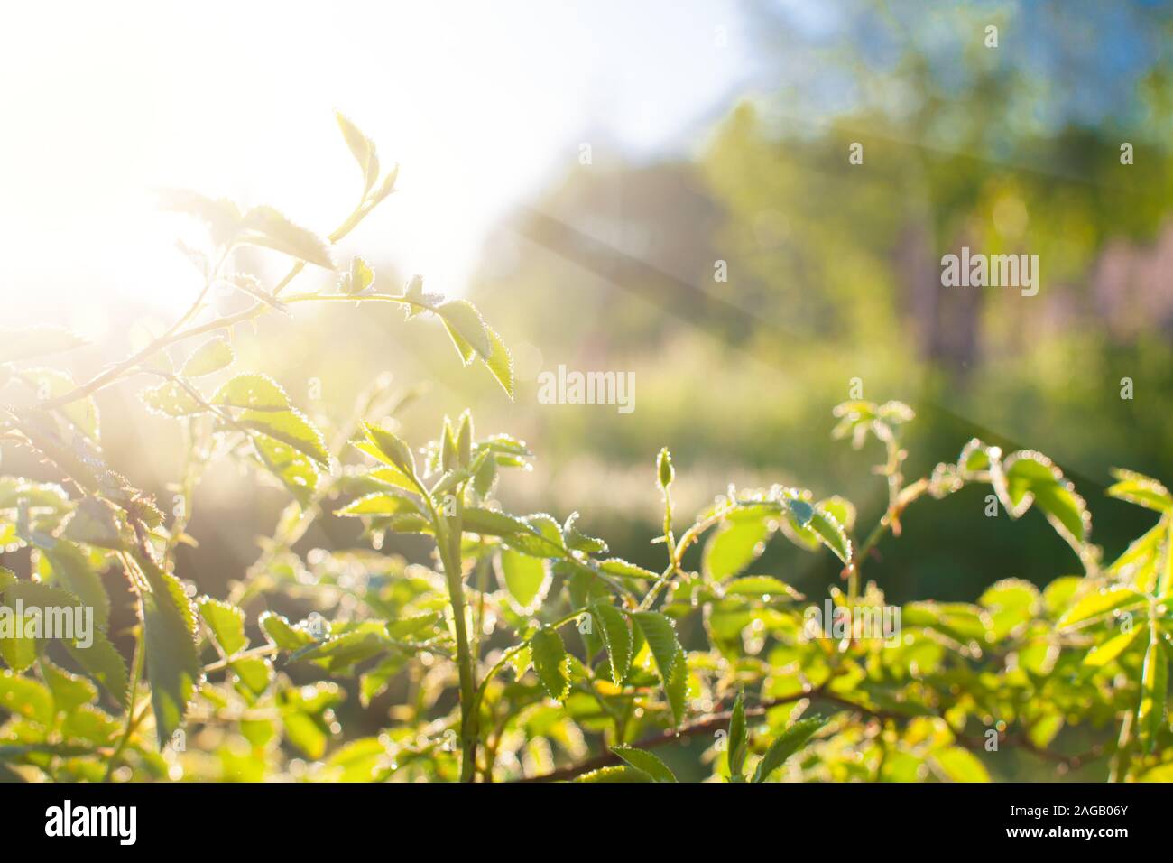 Sunrise pollination hi-res stock photography and images - Alamy