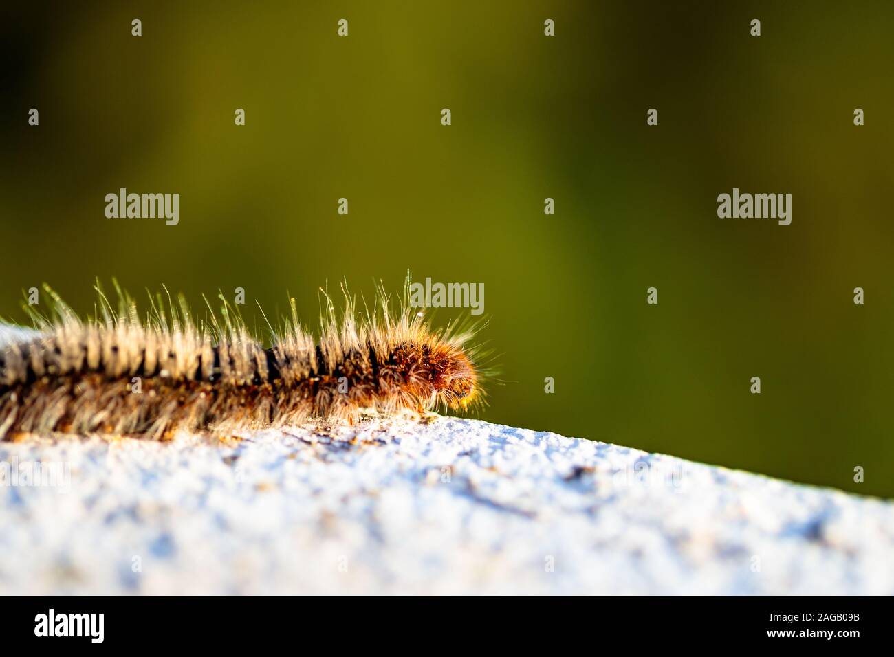 Macro photography shot of a worm with a blurred background Stock Photo ...