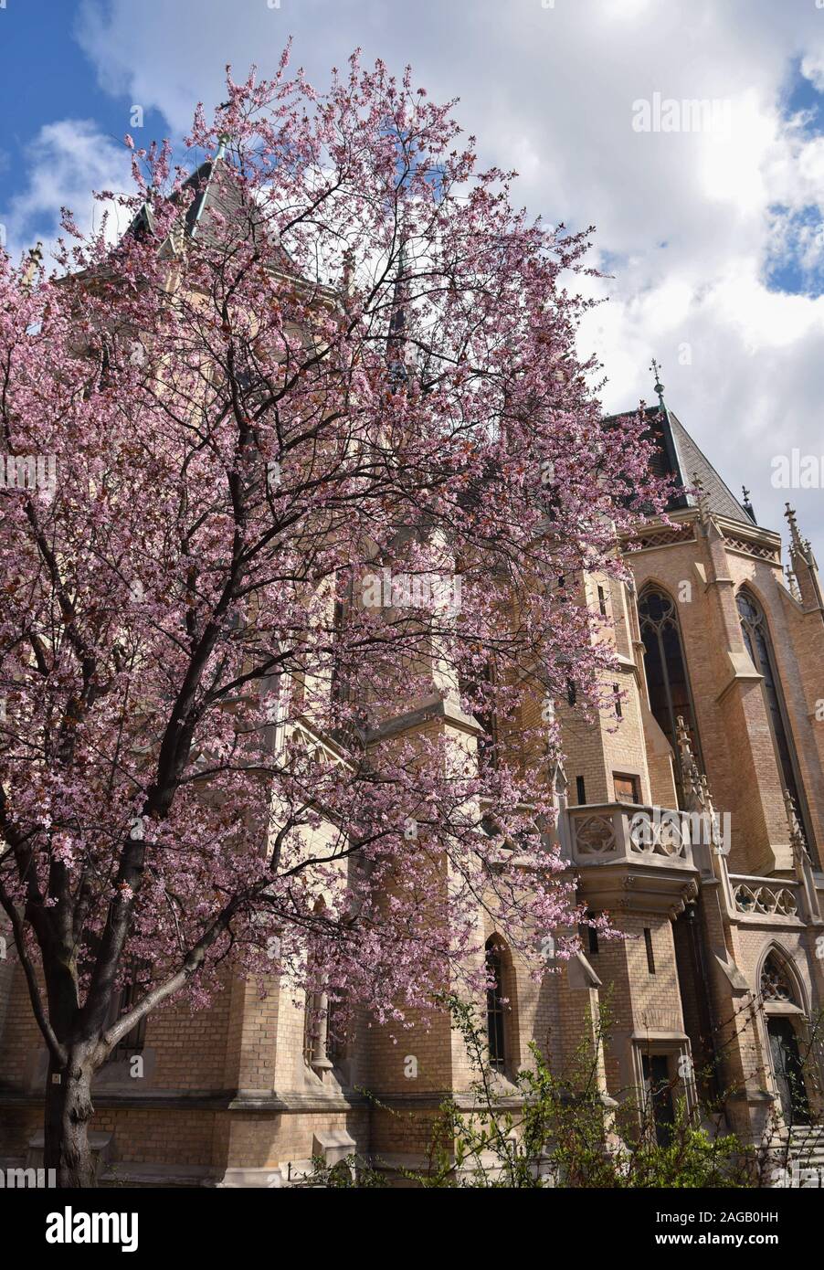 Old church of Vienna and blossoms tree Stock Photo - Alamy