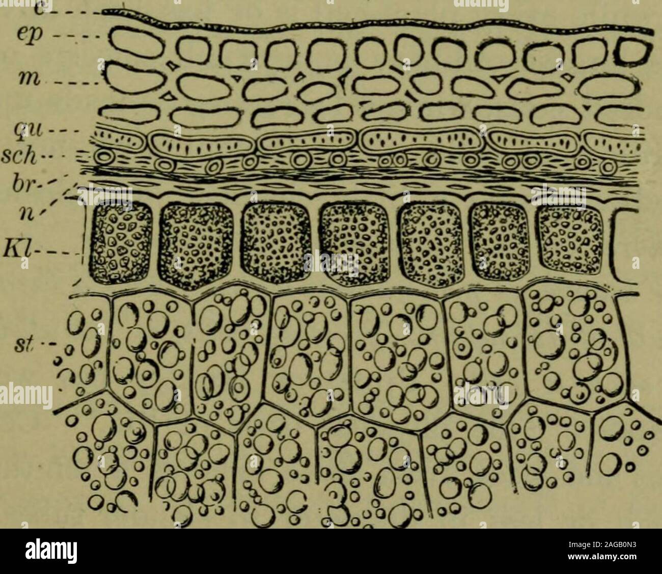 Bran layer hi-res stock photography and images - Alamy