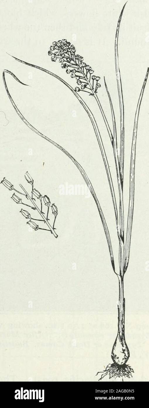 Nucellus hi-res stock photography and images - Alamy