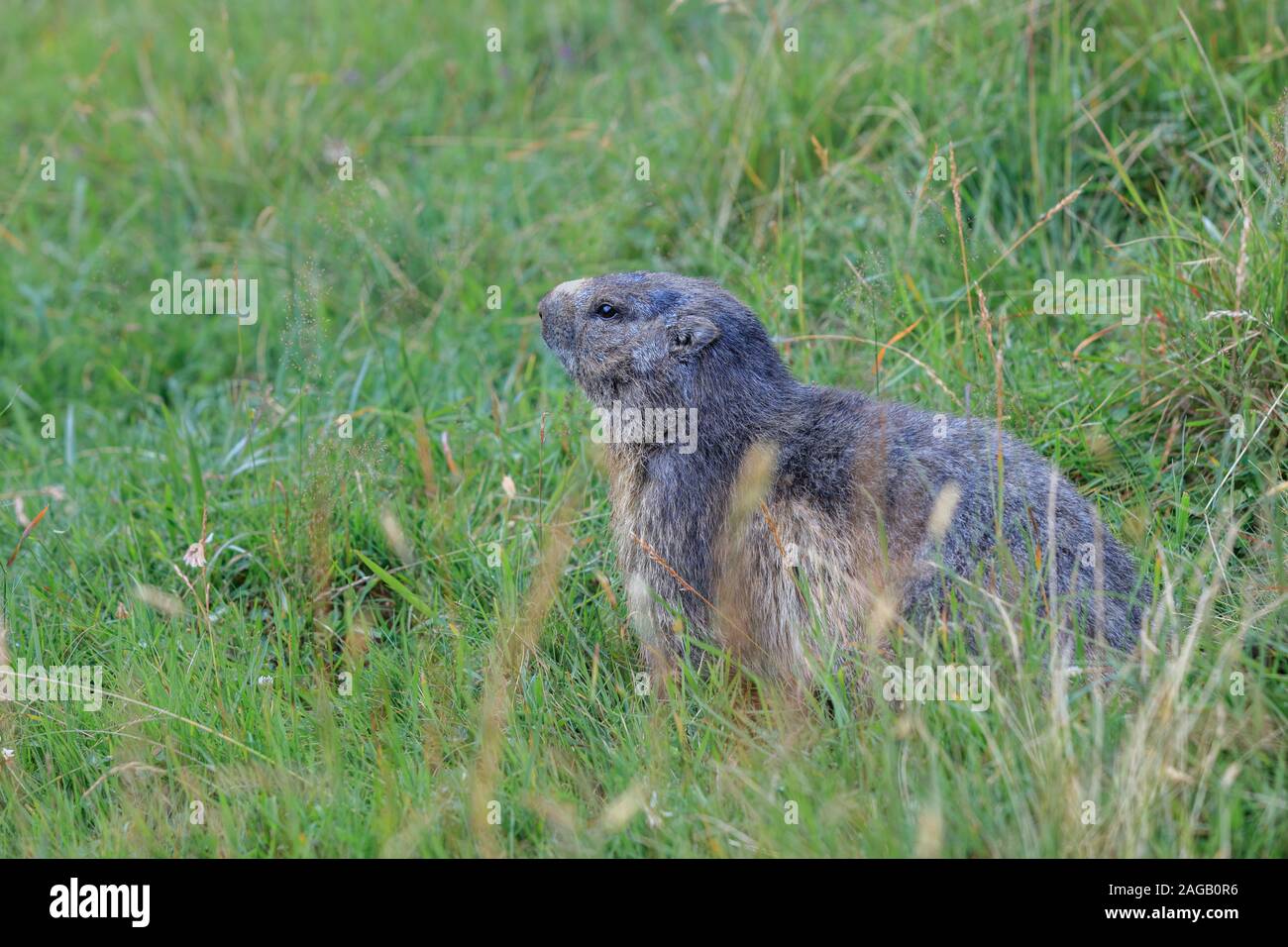 Alpine marmot (Marmota marmota) in grass. French Alps Stock Photo - Alamy