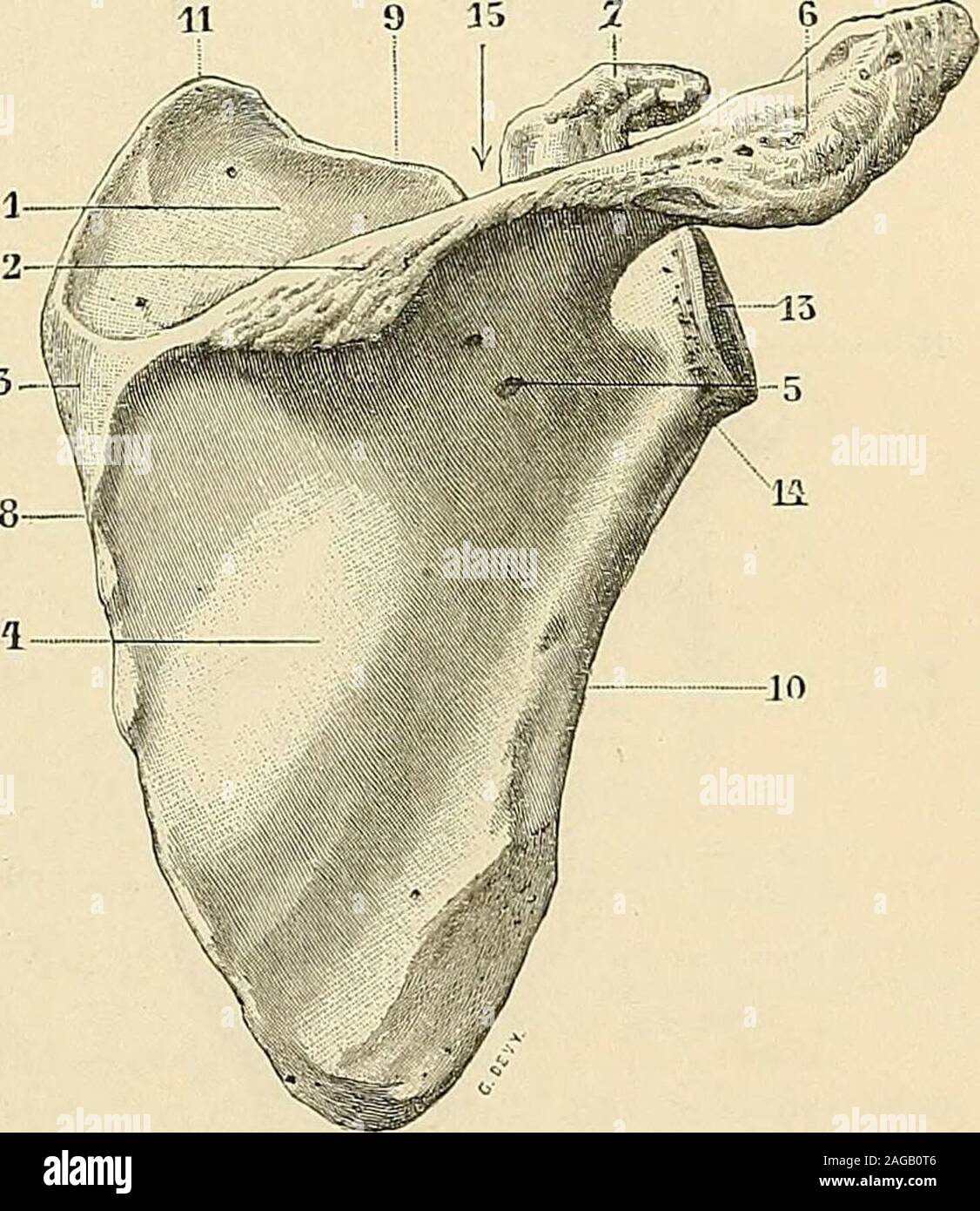 Anatomie de l'os hi-res stock photography and images - Alamy