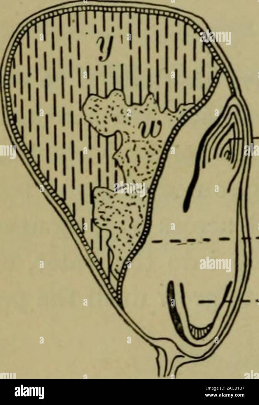 Corn embryo hi-res stock photography and images - Alamy