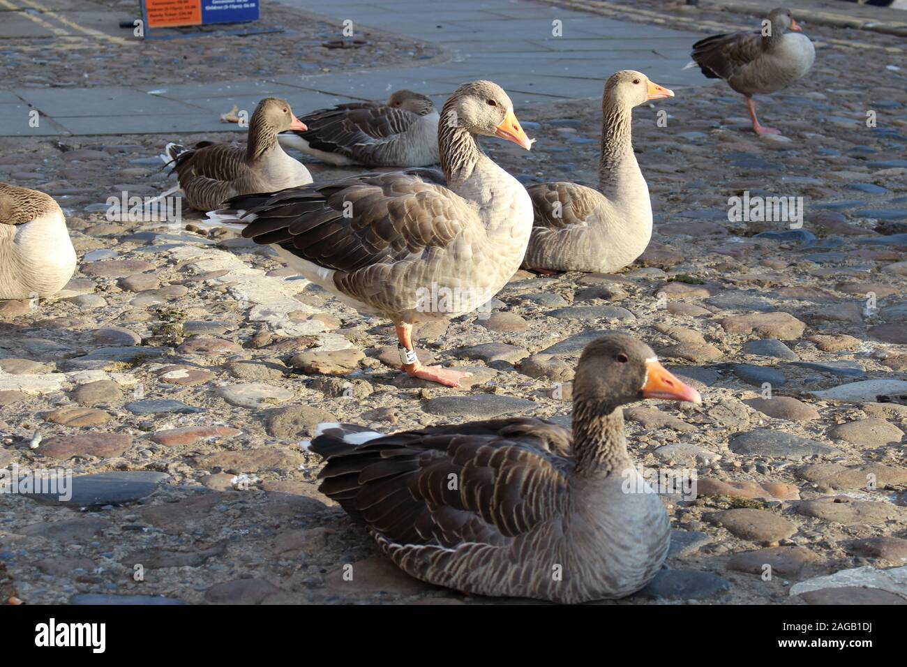 Yorkshire ducks hi-res stock photography and images - Alamy