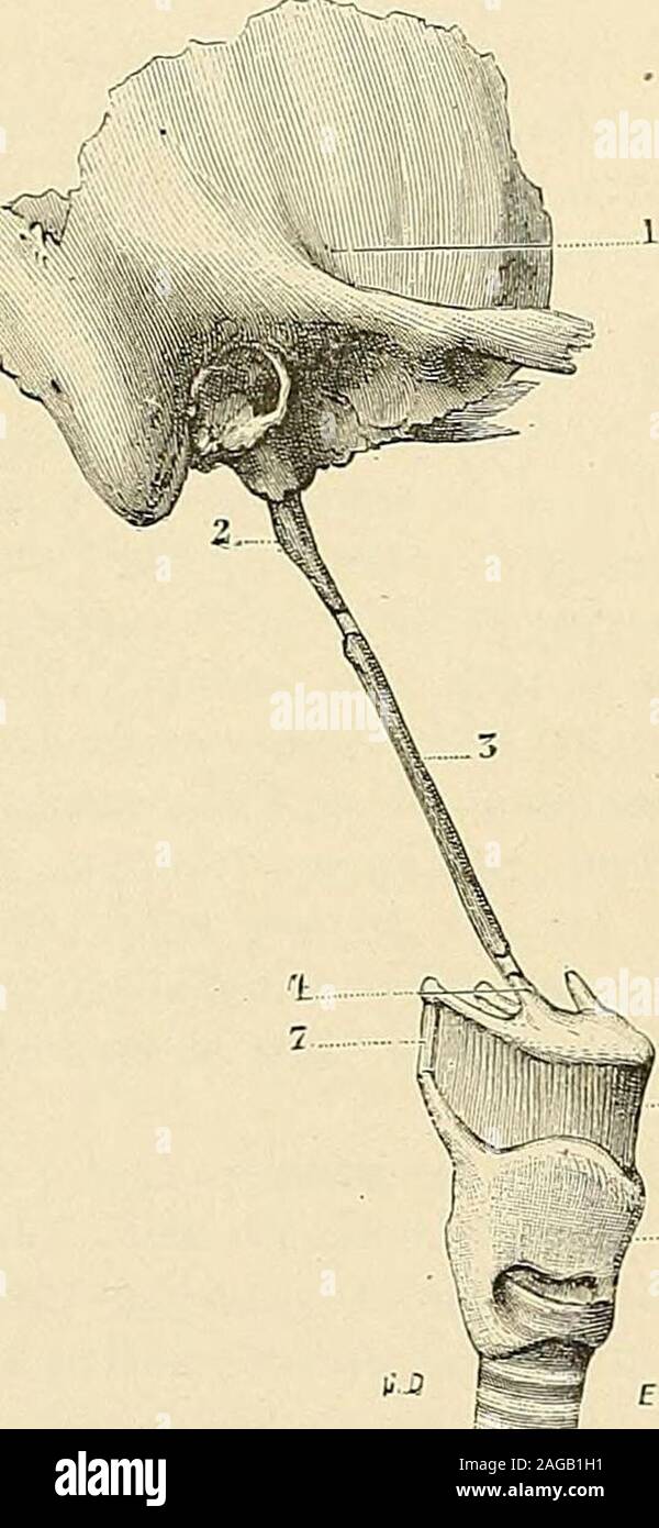 . Traité d'anatomie humaine : anatomie descriptive, histologie ...