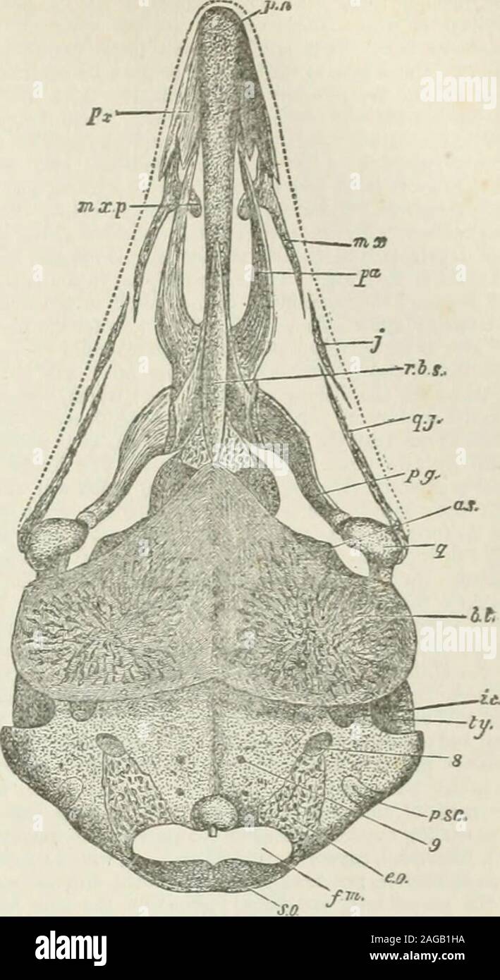 Skull occipital part hi-res stock photography and images - Alamy