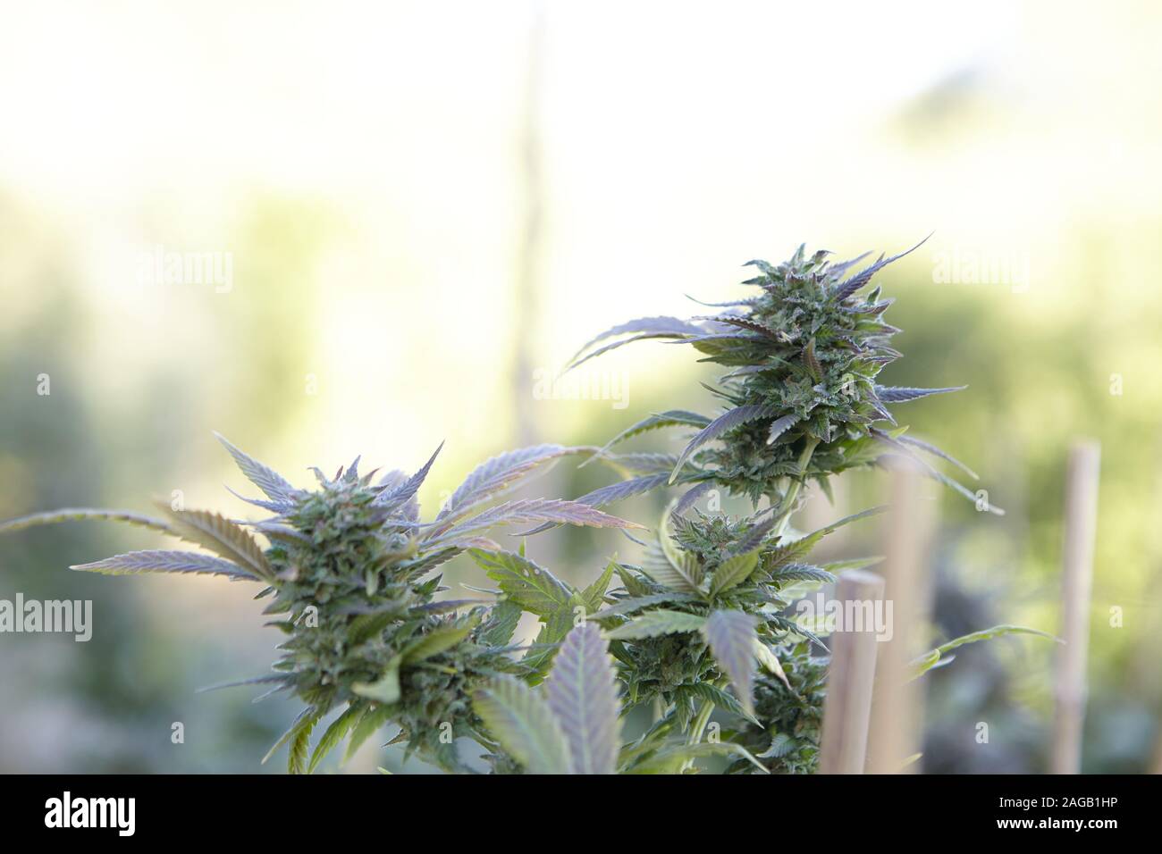 Closeup shot of a marijuana plant on blurred background Stock Photo - Alamy