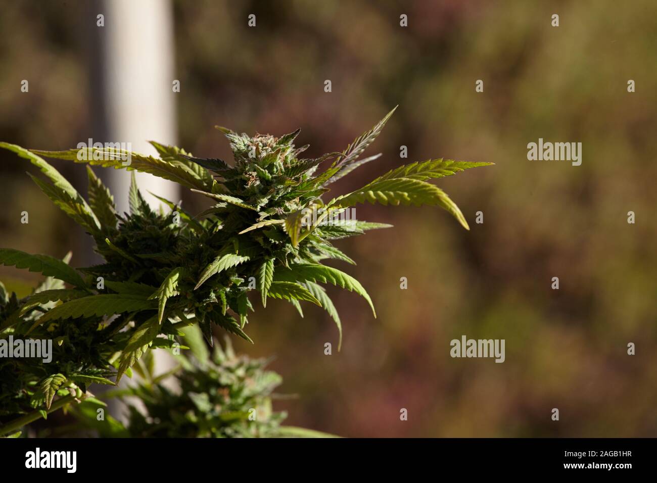 Closeup shot of a marijuana plant on blurred background Stock Photo - Alamy