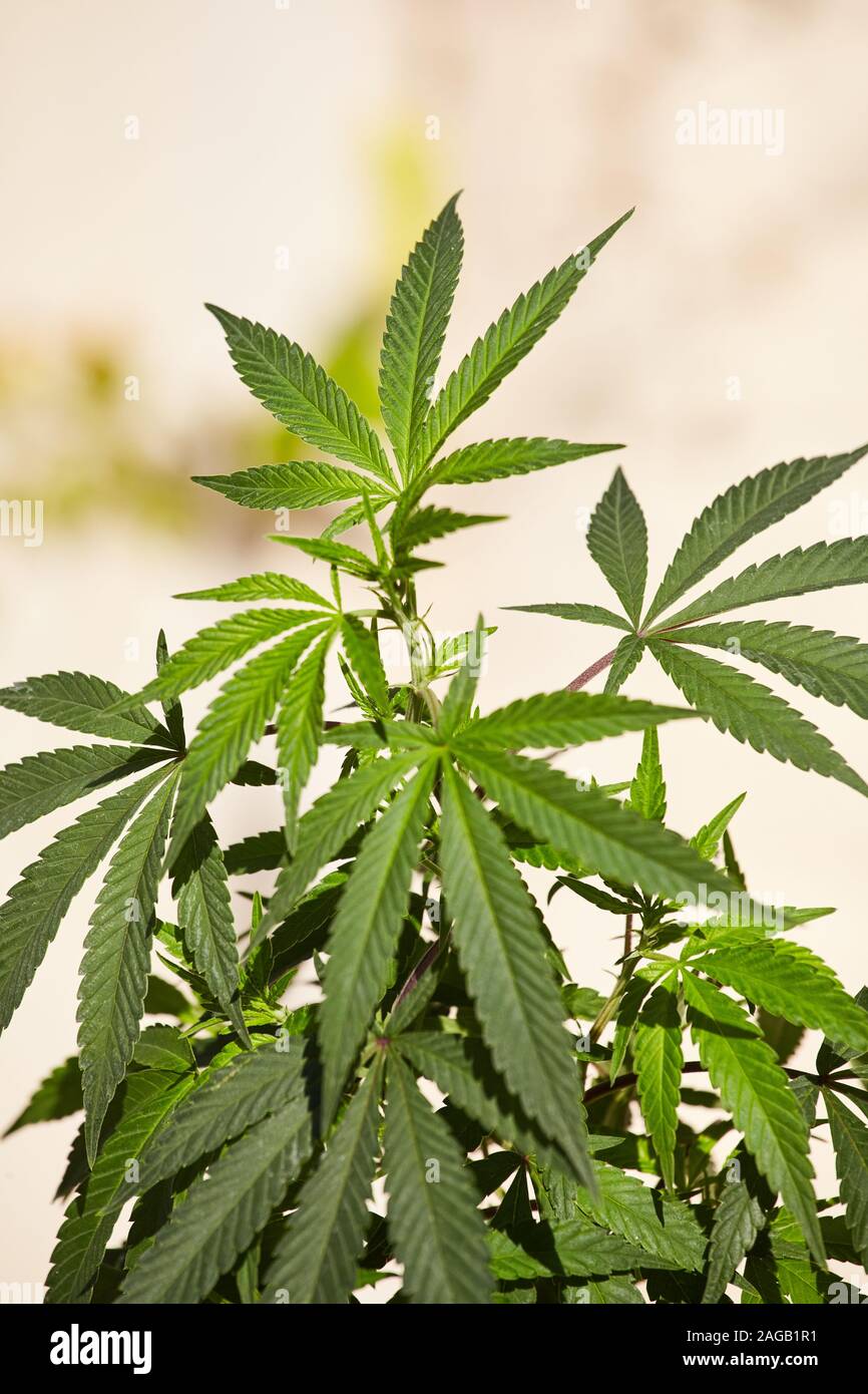 Vertical closeup shot of a marijuana plant on blurred background Stock ...
