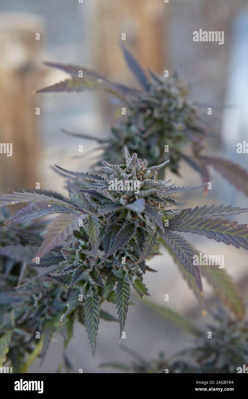 A vertical closeup shot of a marijuana plant on blurred background ...