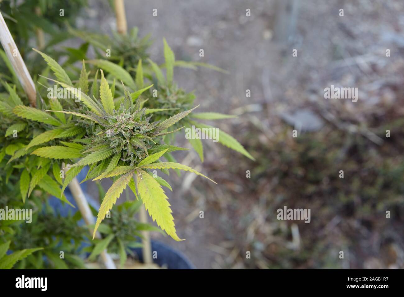 Closeup shot of a marijuana plant on blurred background Stock Photo - Alamy