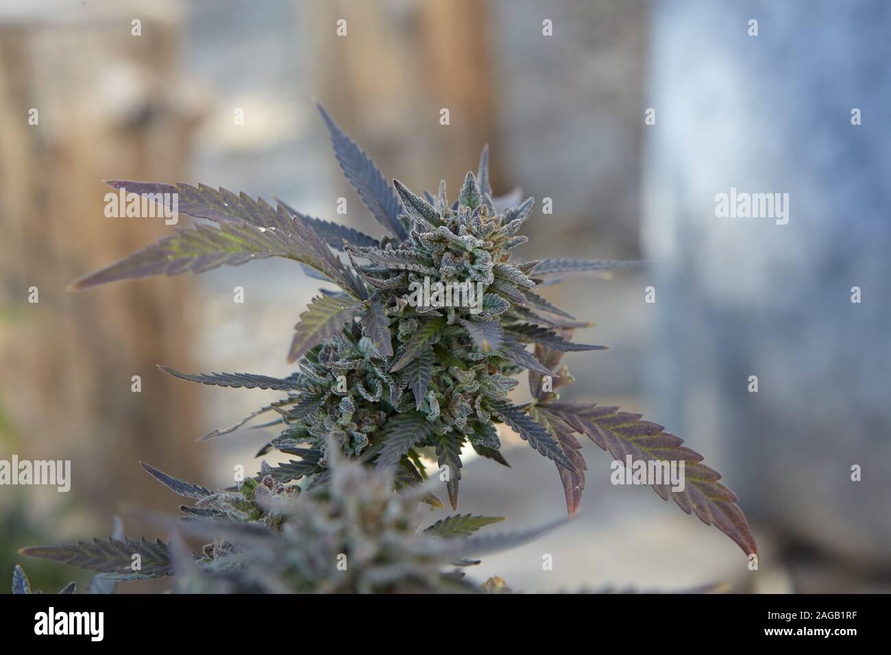 A closeup shot of a marijuana plant on blurred background Stock Photo ...