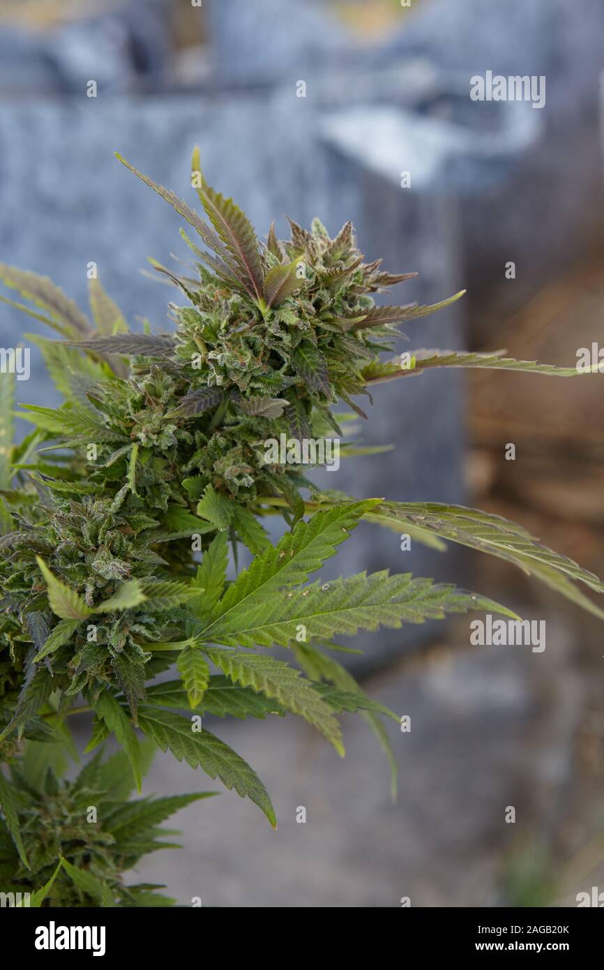 A vertical closeup shot of a marijuana plant on blurred background ...
