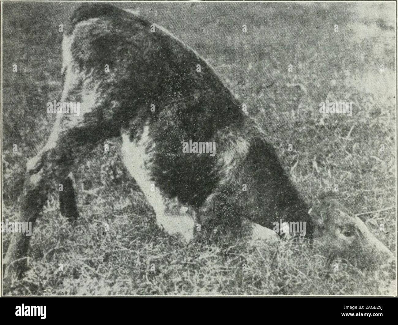 Gangrenous ergotism hi-res stock photography and images - Alamy