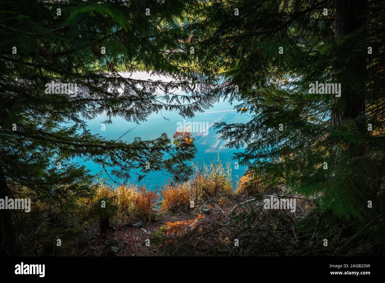 A high angle shot of lakeshore at Submerged logs, Lost Lake, Whistler ...