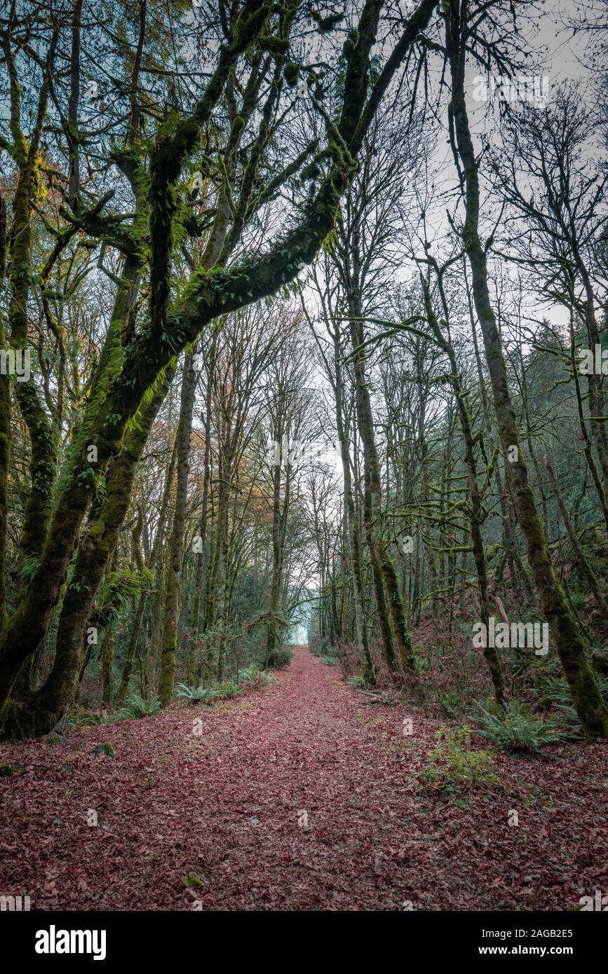 A vertical low angle shot of a pathway full of colorful autumn leaves ...