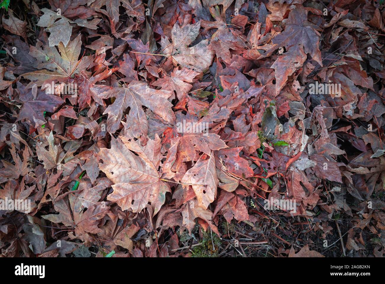 A high angle shot of beautiful seasonal autumn leaves laying in the ...