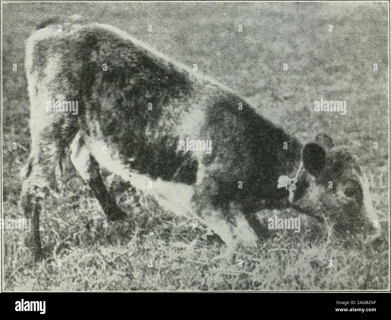 Ergot poisoning hi-res stock photography and images - Alamy