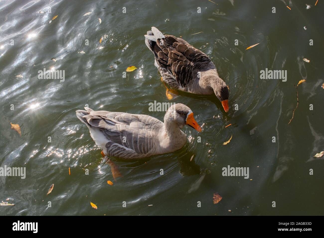 Wild duck swimming in the waters of the pond Stock Photo - Alamy
