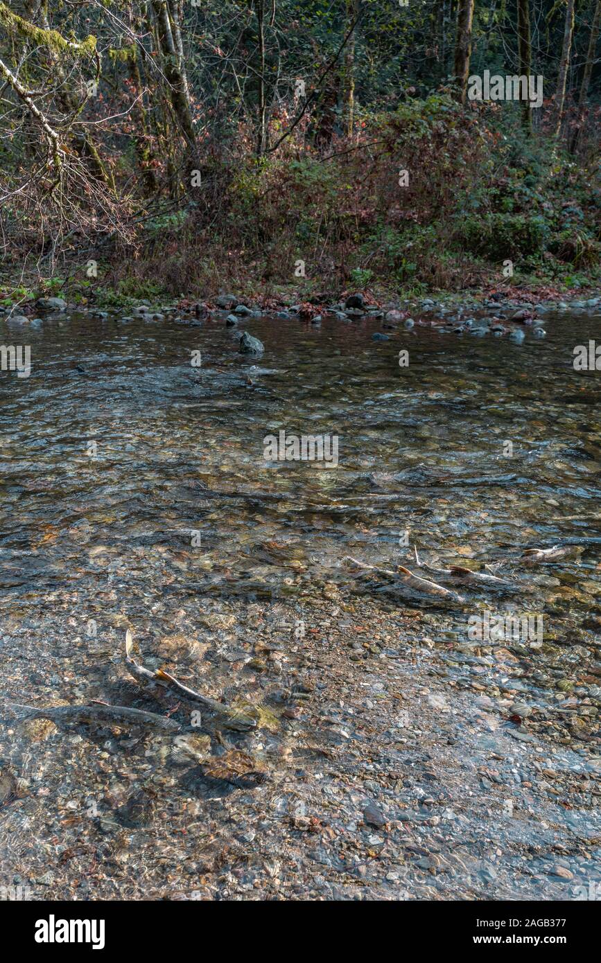 Vancouver salmon dish hi-res stock photography and images - Alamy