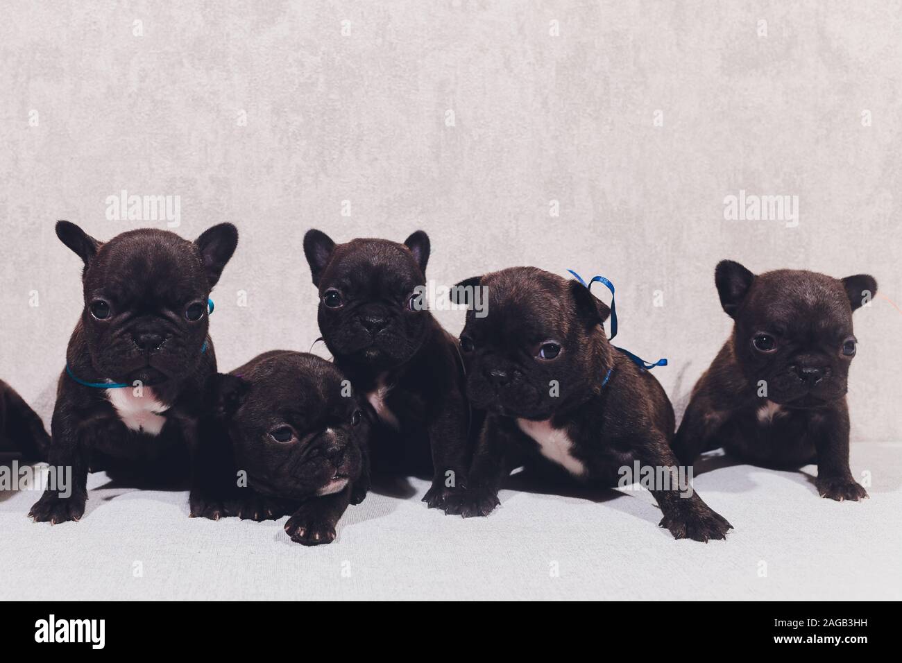 French baby bulldog puppies posing puppy sitting and looking to the ...
