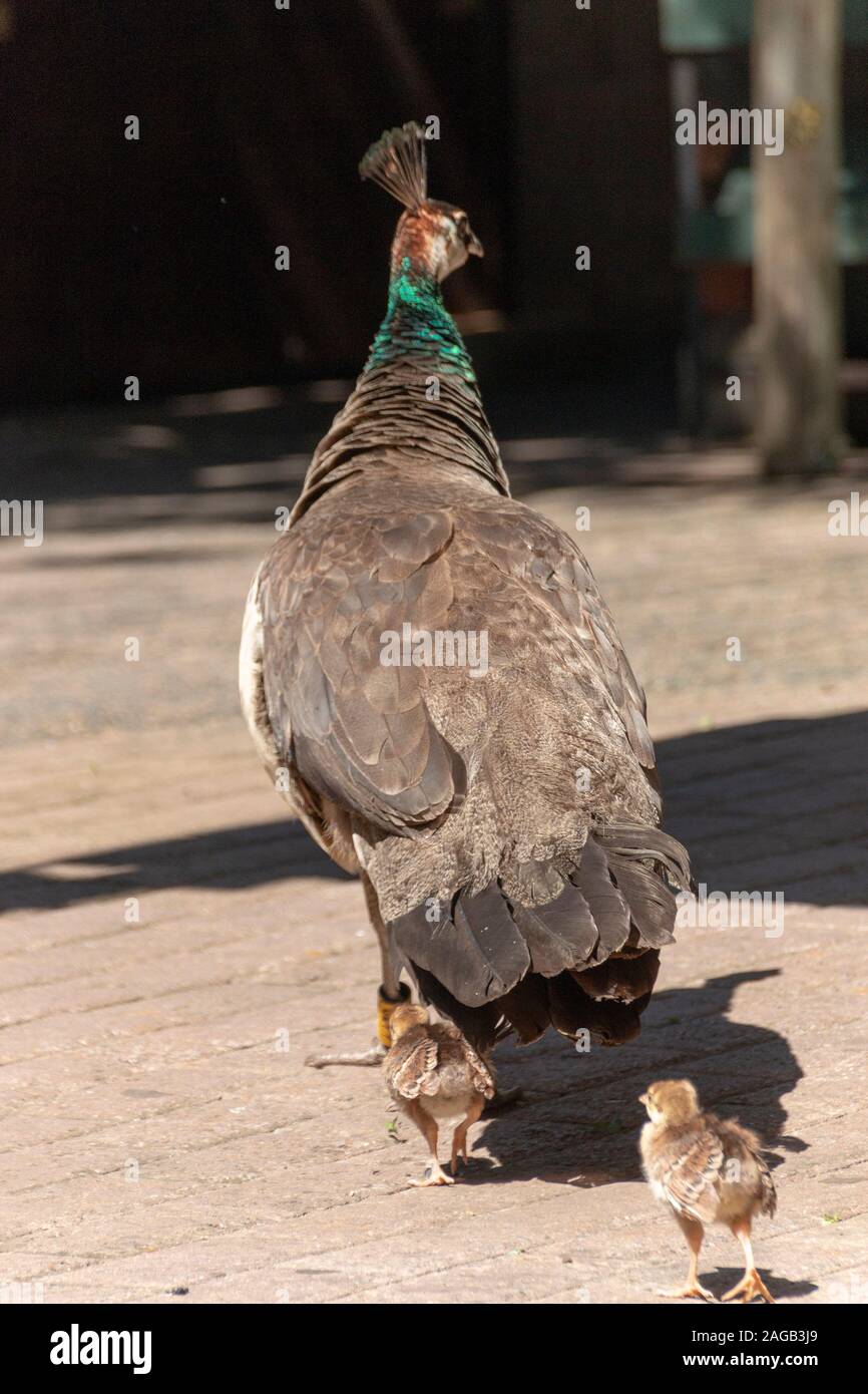 A close up view of a mother peacock and her babies walking passed a ...