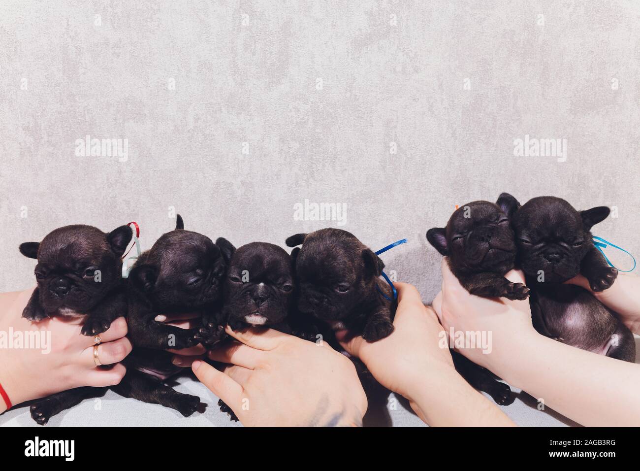 French baby bulldog puppies posing puppy sitting and looking to the ...