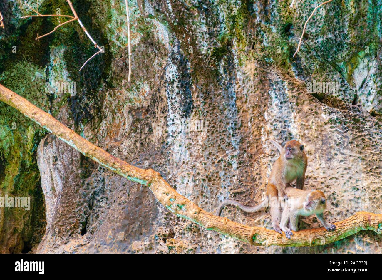 Monkeys in tree cartoon hi-res stock photography and images - Alamy