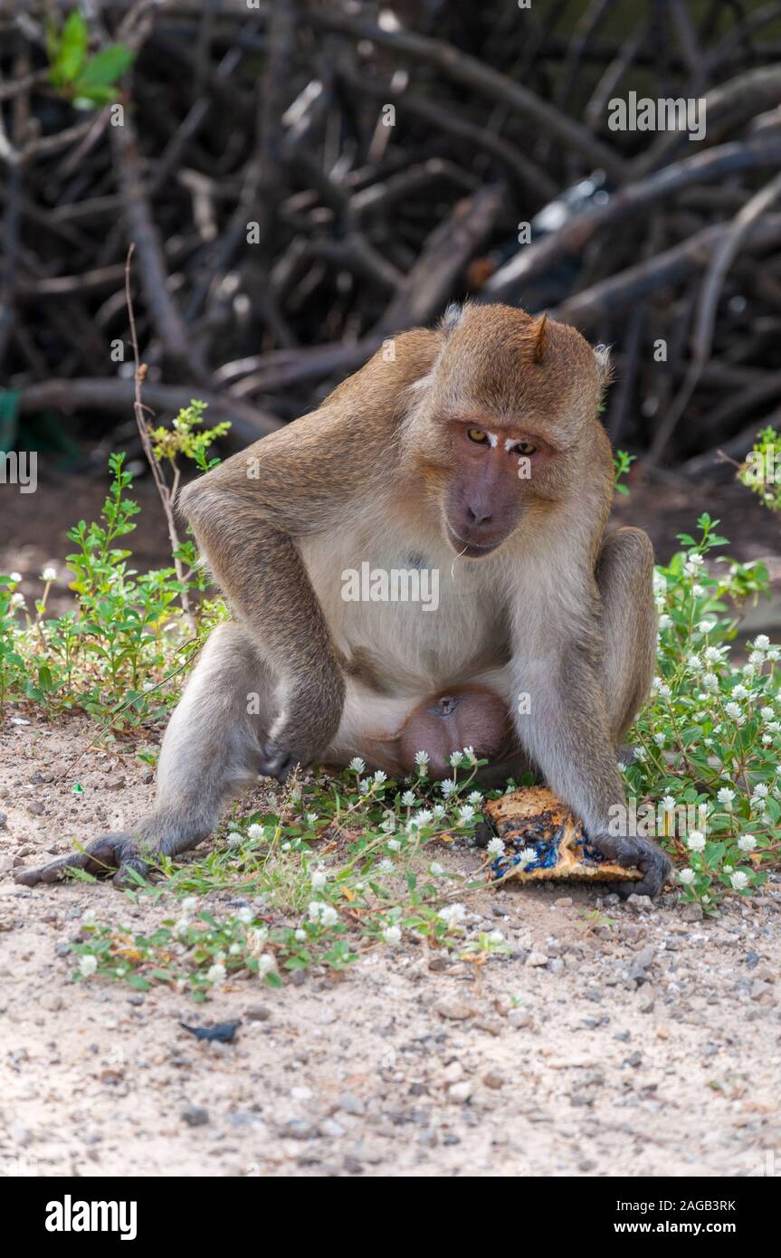 Vertical shot of a cute monkey relaxing in the jungle with a blurred ...