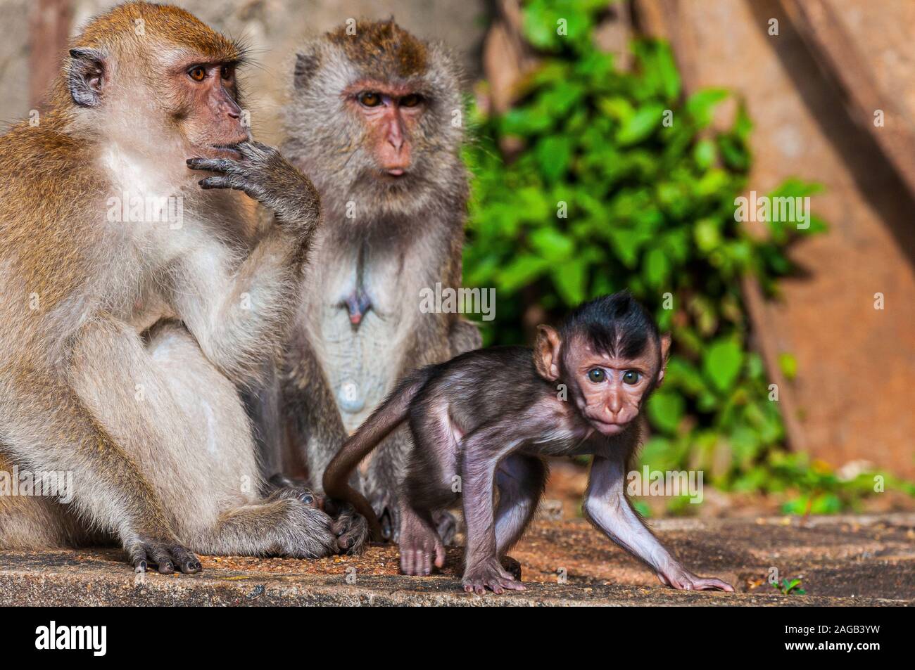 Beautiful shot of a monkey family with mother, father and baby monkeys ...