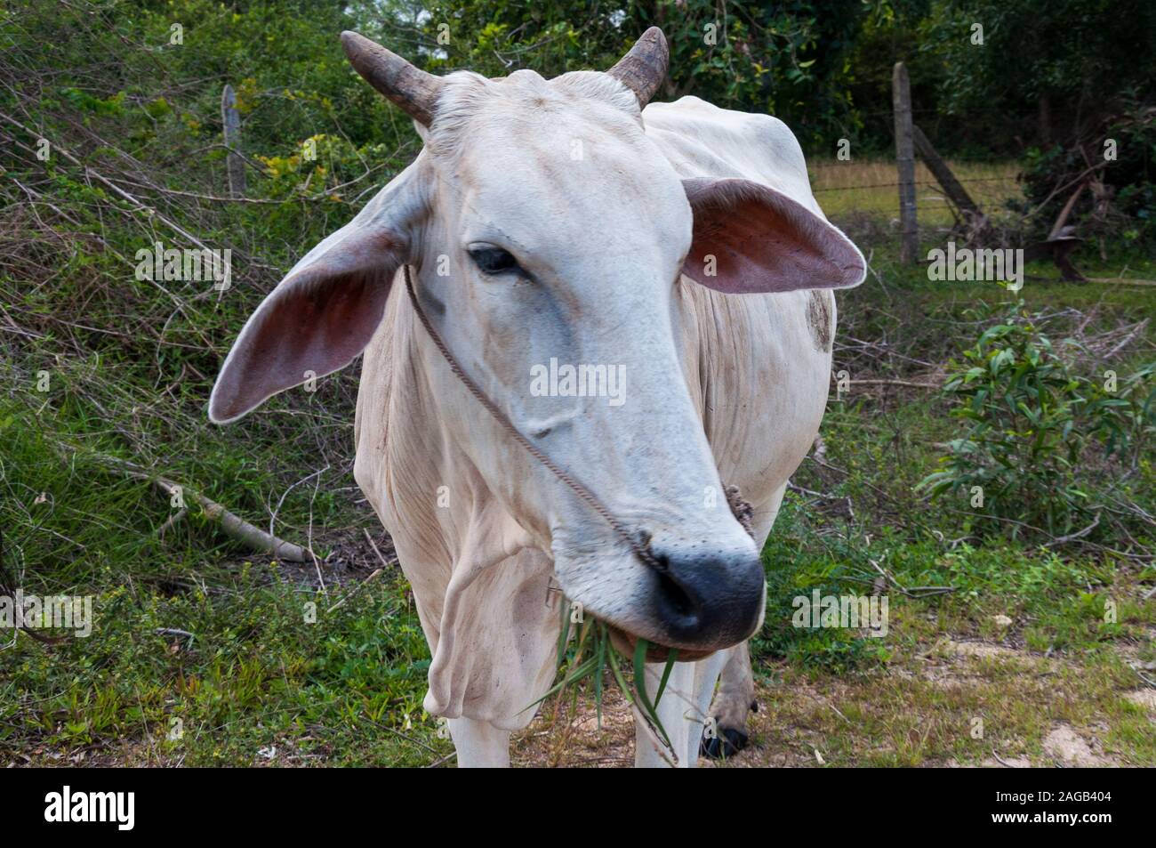 Closeup young zebu bull hi-res stock photography and images - Alamy
