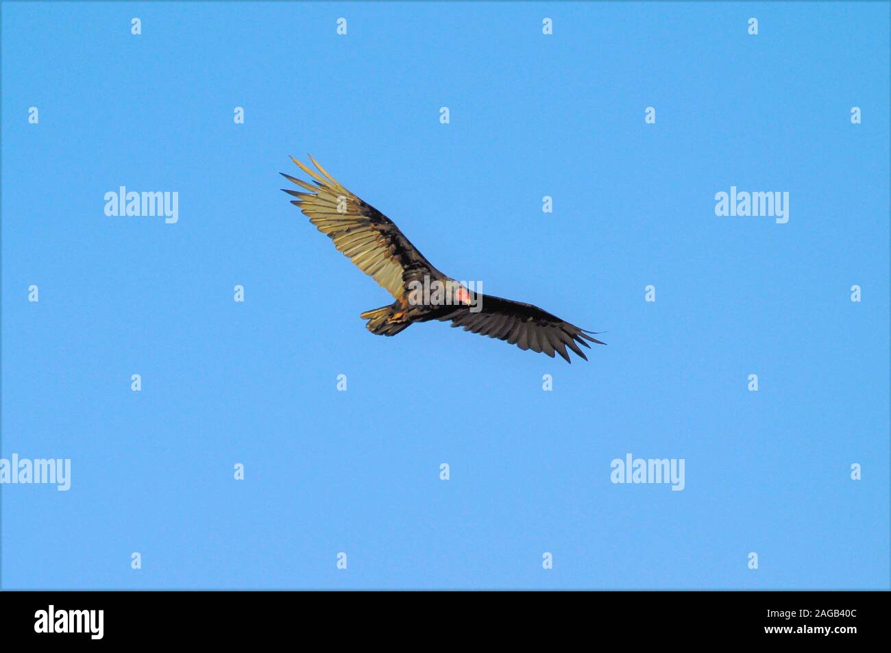 Flying turkey vulture bird under the beautiful blue sky - freedom ...