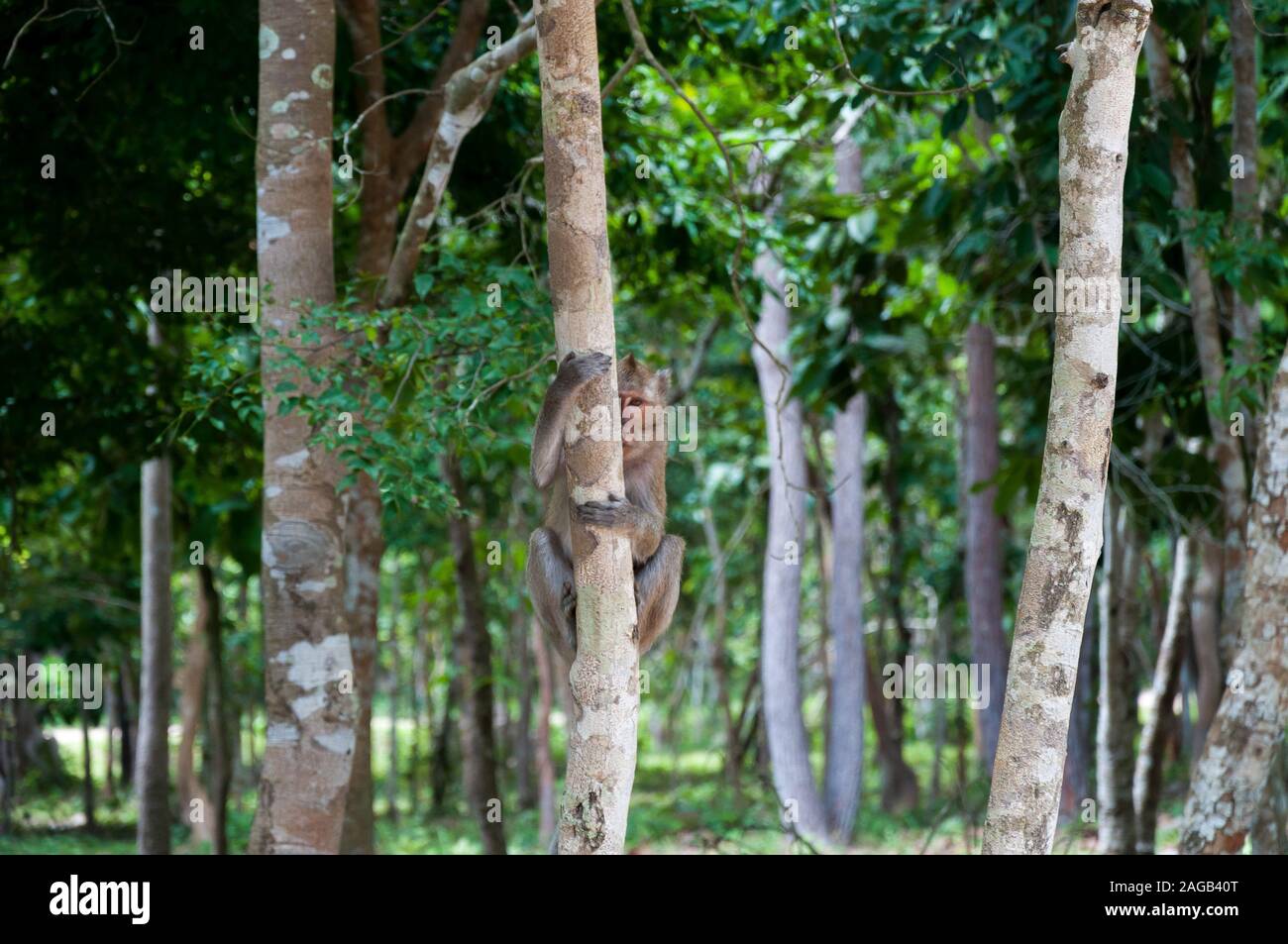 Cute scared baby monkey hiding behind a tree in a forest with a blurred ...