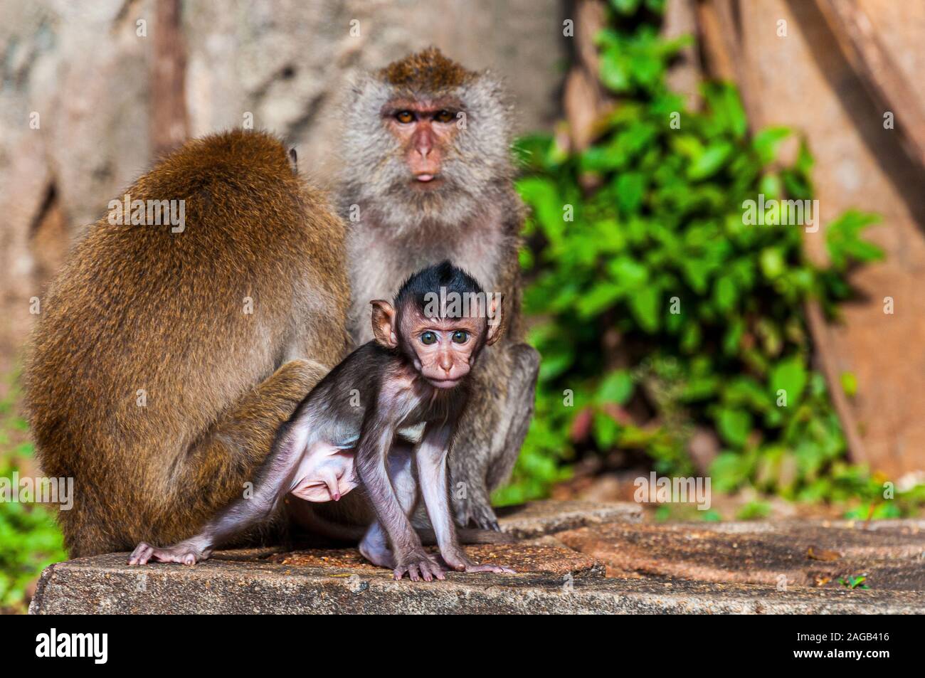 Beautiful shot of a monkey family in the jungle - mother and father ...