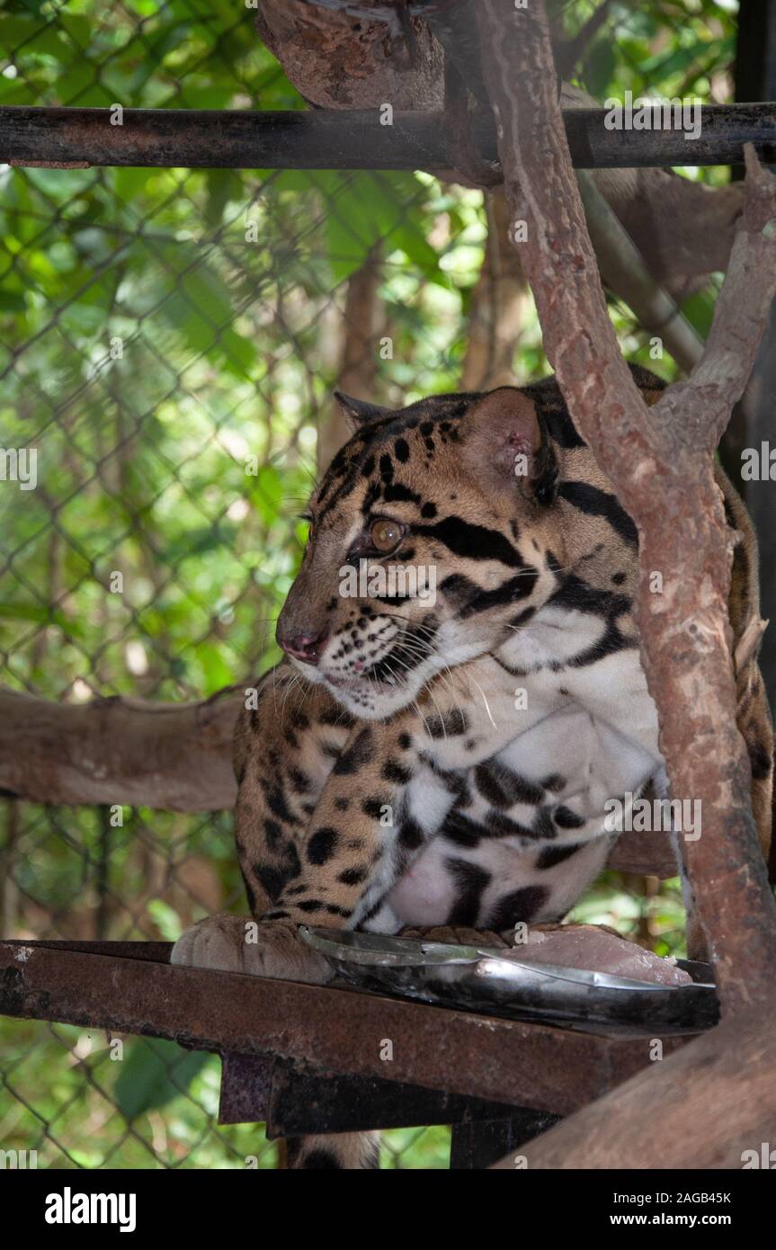 Vertical closeup shot of an African leopard near the tree carefully ...