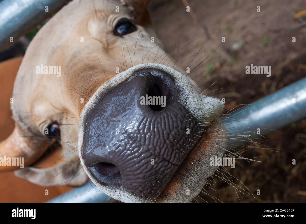 Closeup shot of a funny brown cow face with a blurred background Stock ...