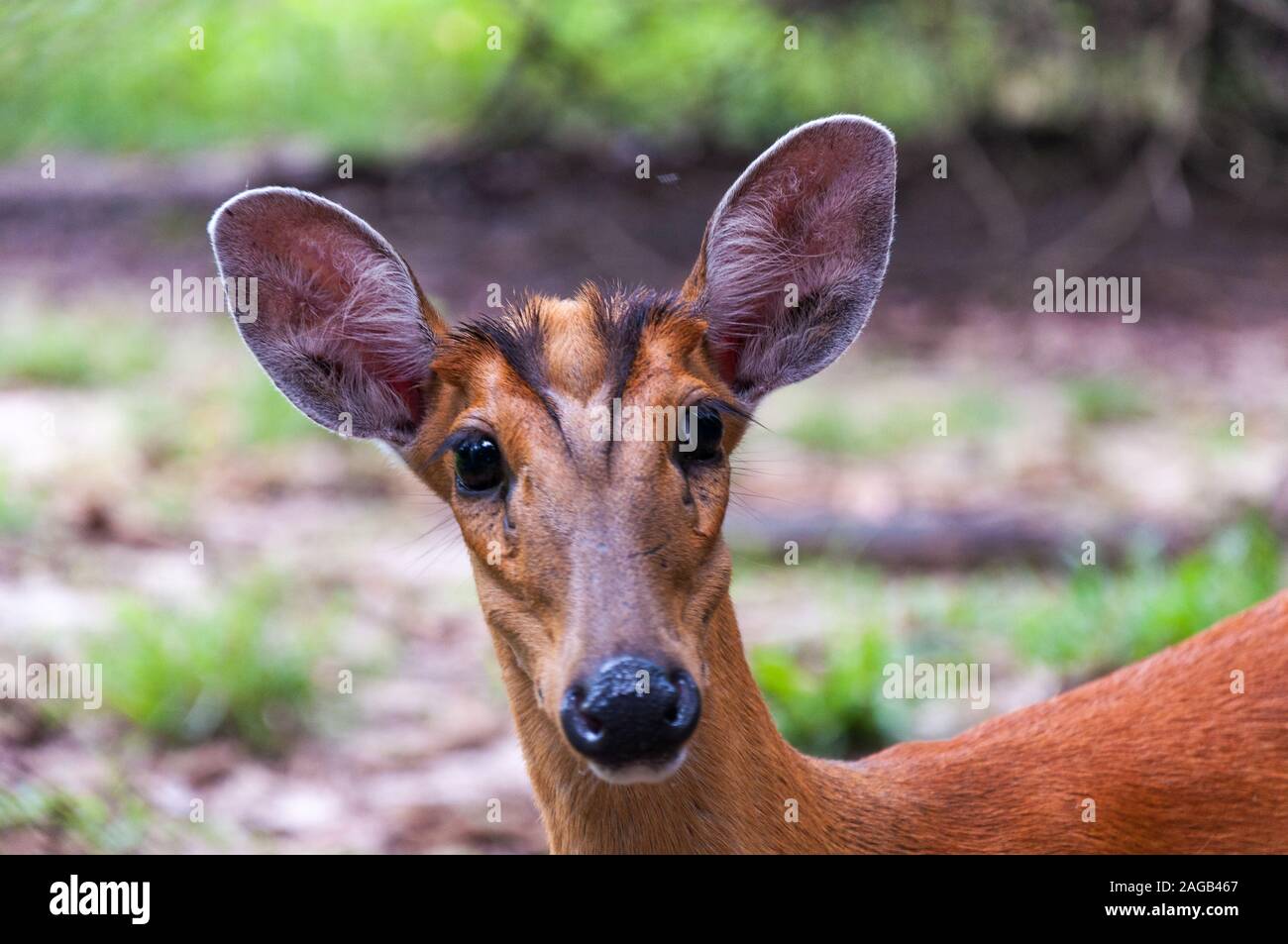 Closeup shot of a funny white-tailed deer on a blurred background Stock ...