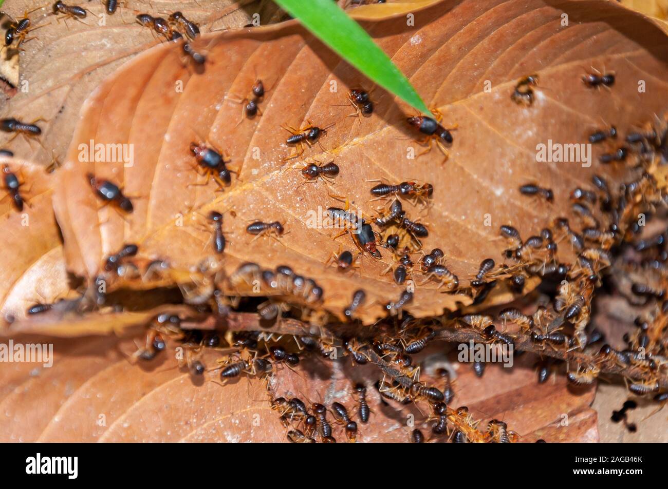 Black ants on dry hi-res stock photography and images - Alamy