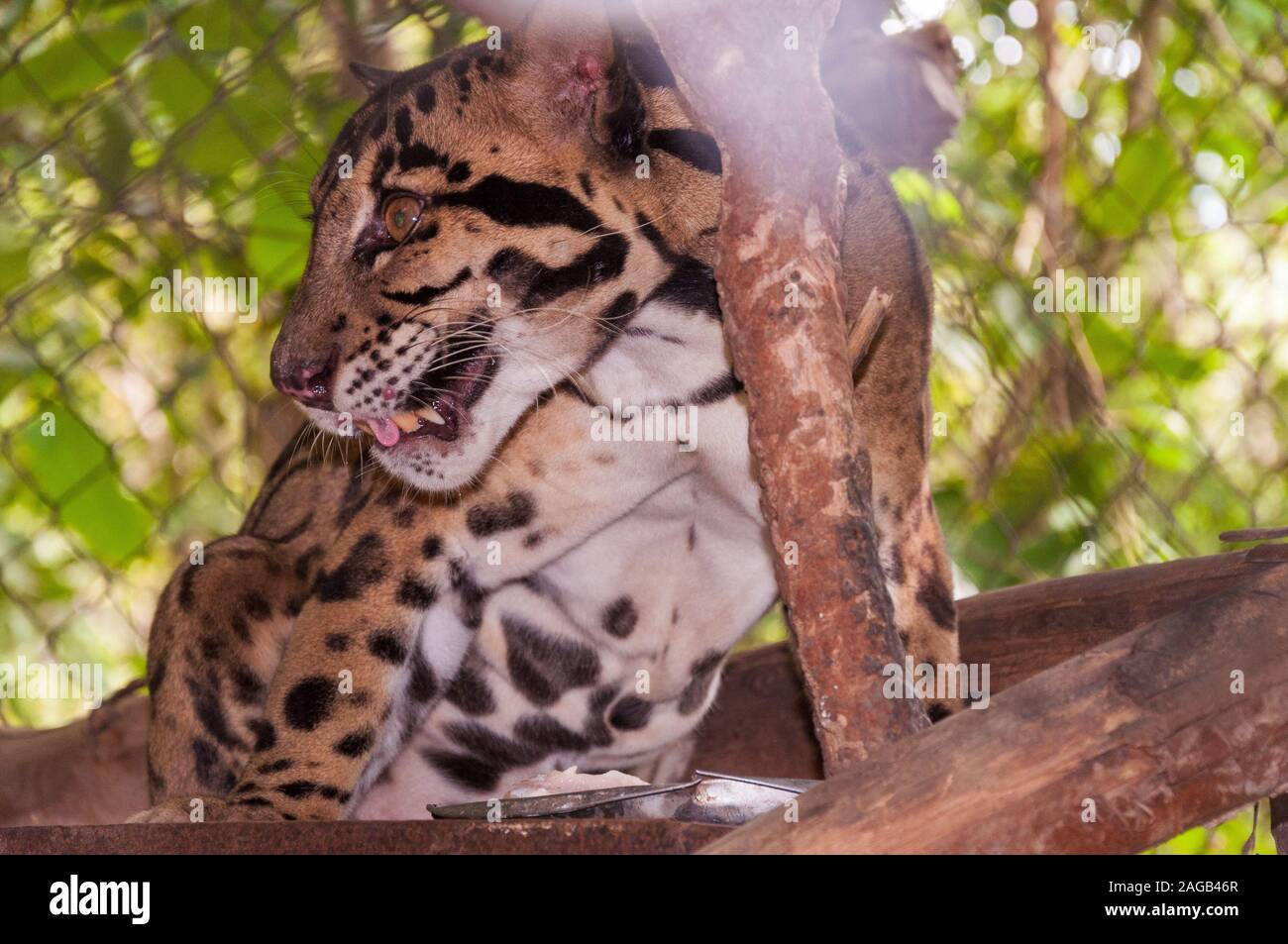 Closeup shot of a curious African leopard on a blurred background Stock ...