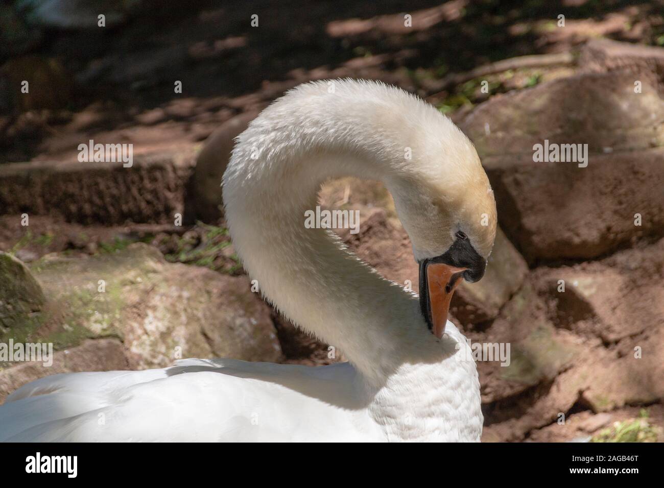 A close up top view of a swan sitting in the murky water Stock Photo ...