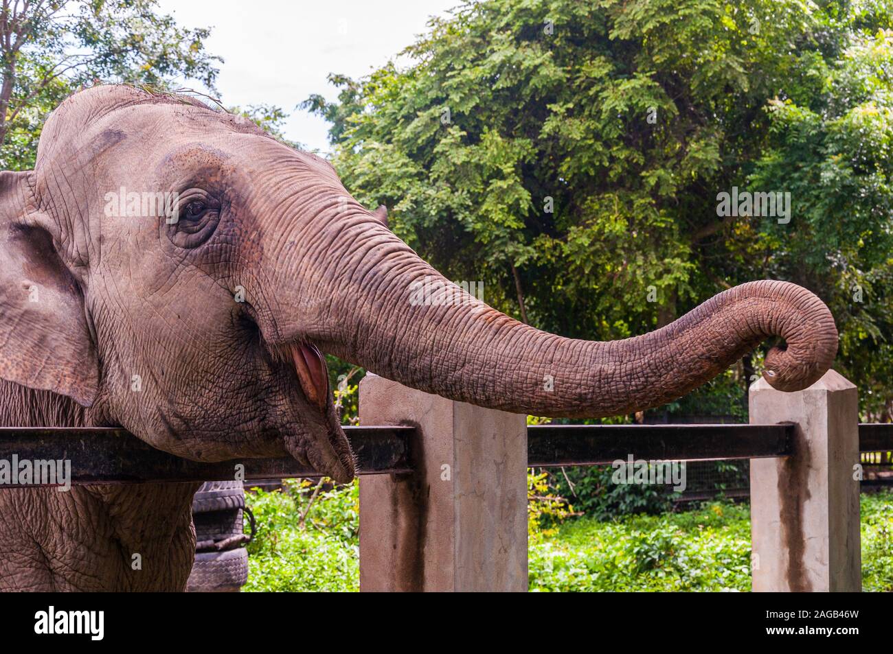 Closeup shot of a happy elephant showing its trunk in the zoo Stock ...