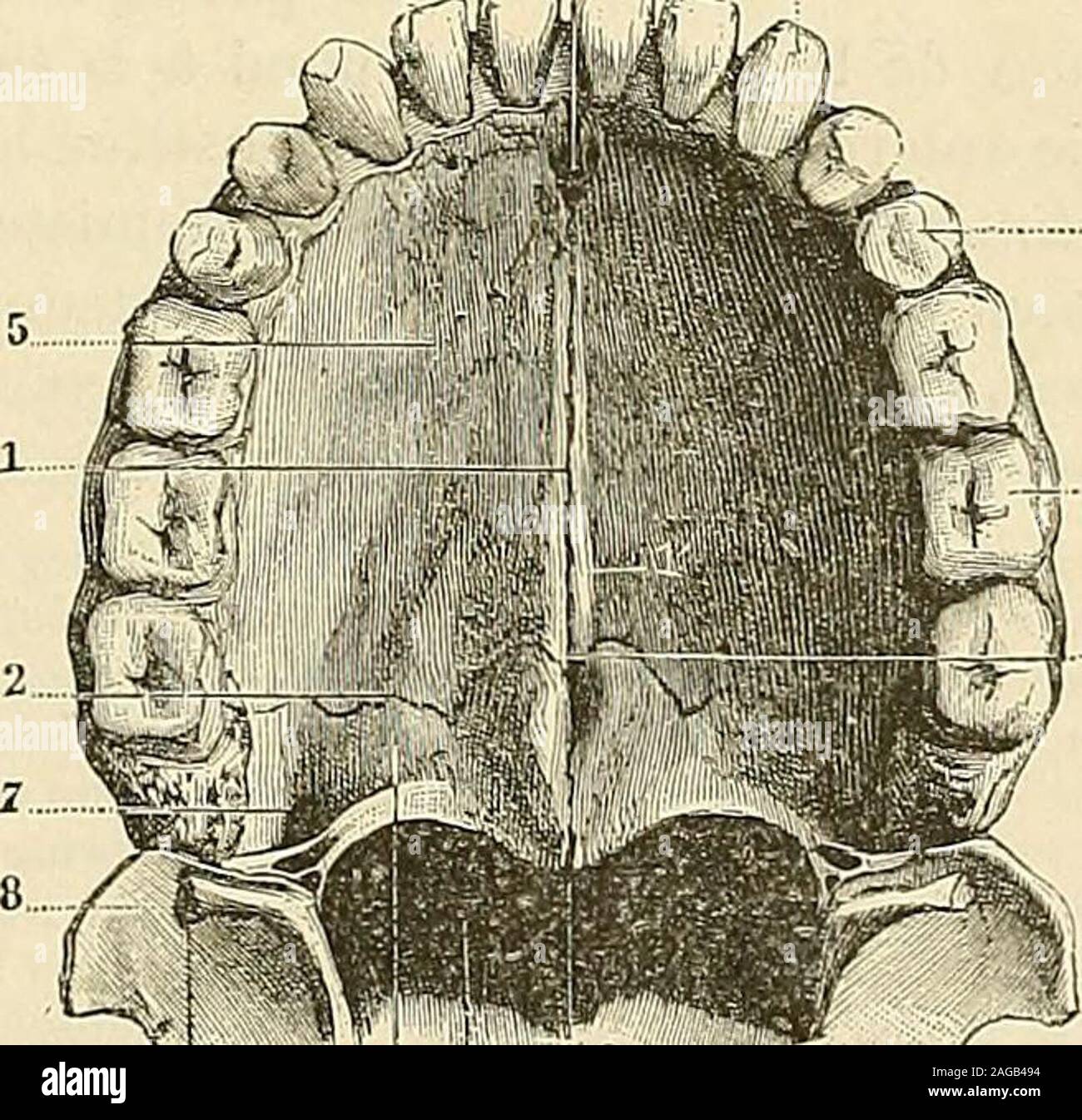 . Traité d'anatomie humaine : anatomie descriptive, histologie ...