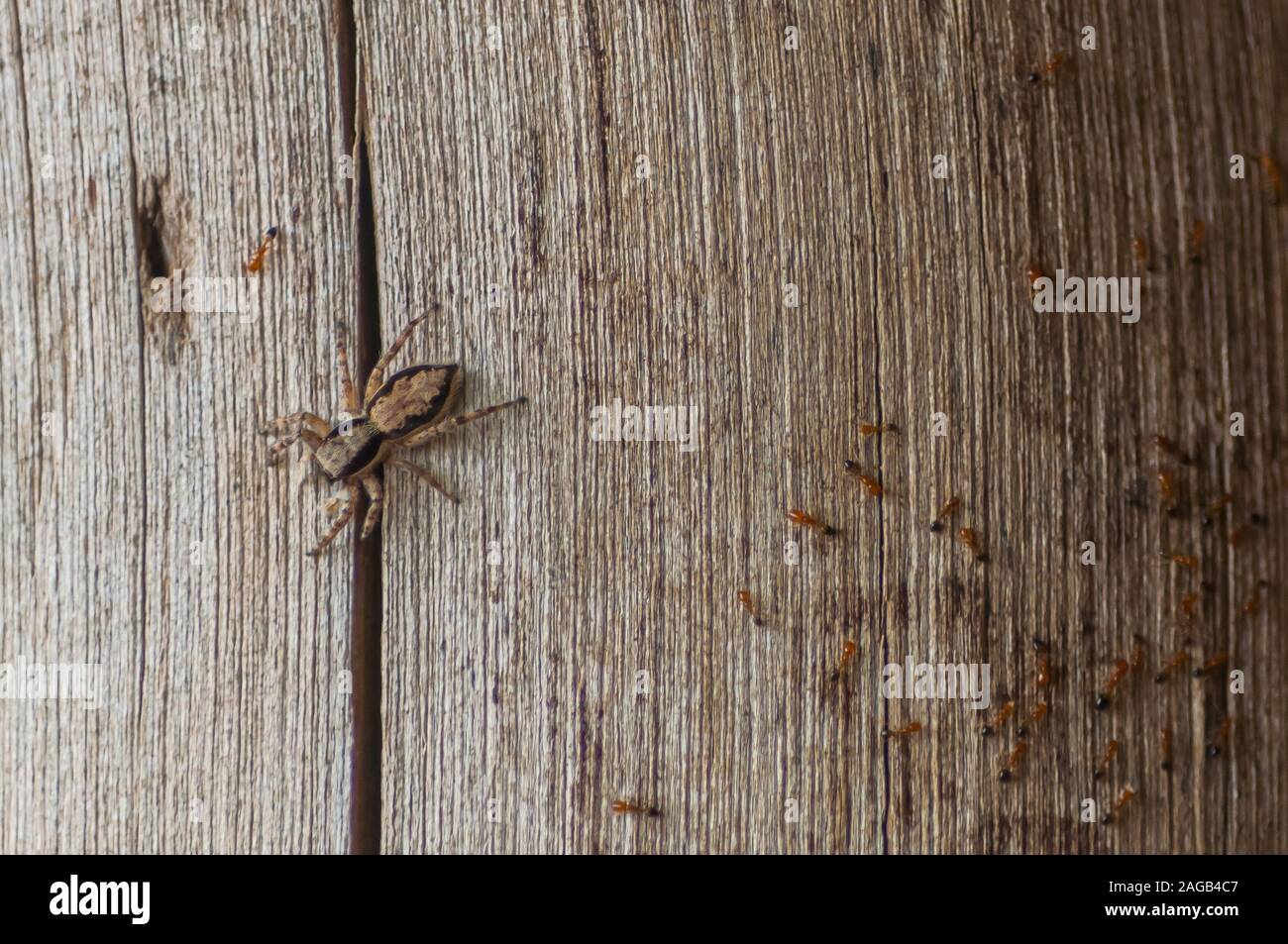 Macro photography shot of a spider walking on a brown wooden surface ...
